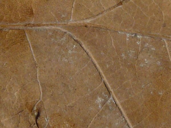 texture 0062 - Texturelib